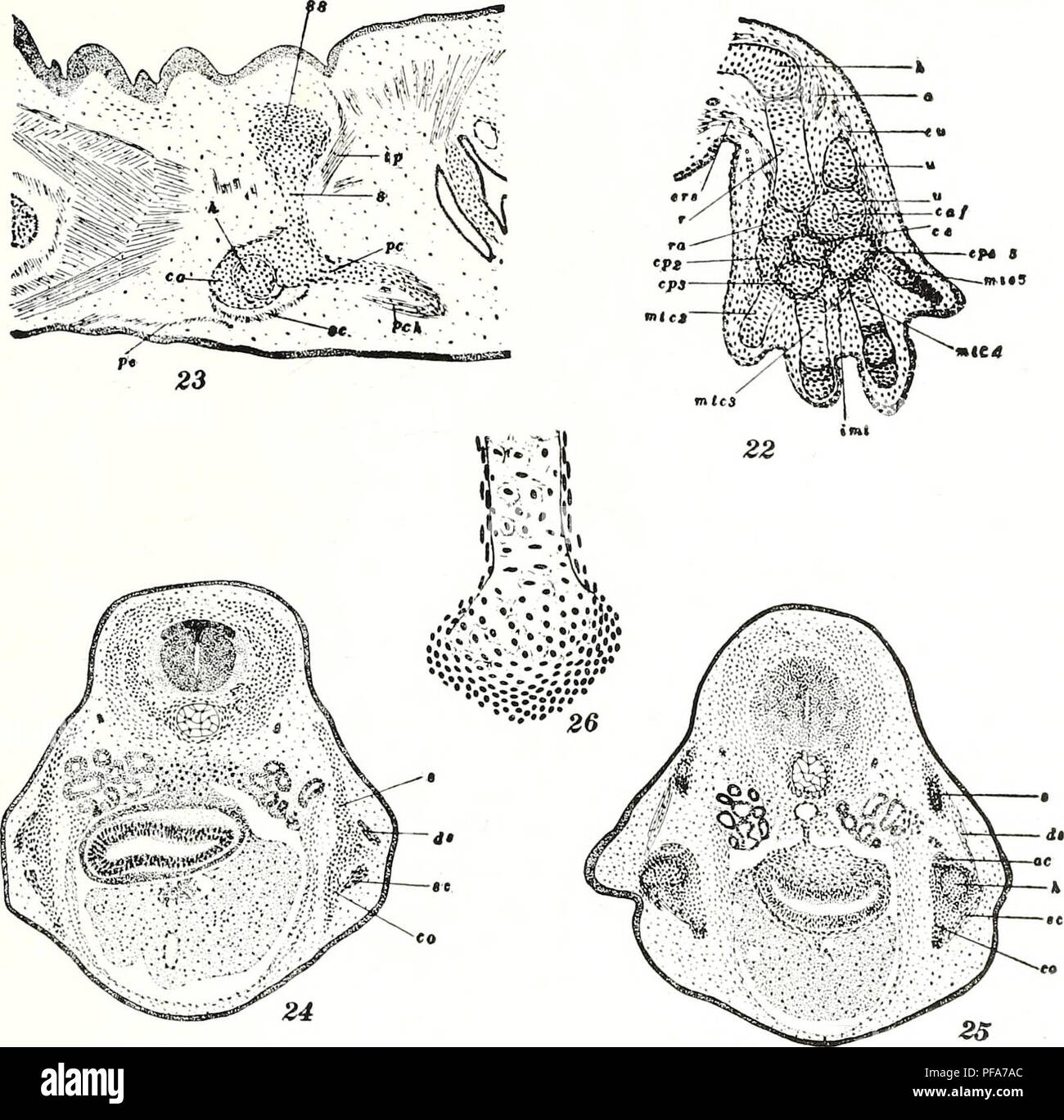 Necturus maculosus hi-res stock photography and images - Alamy