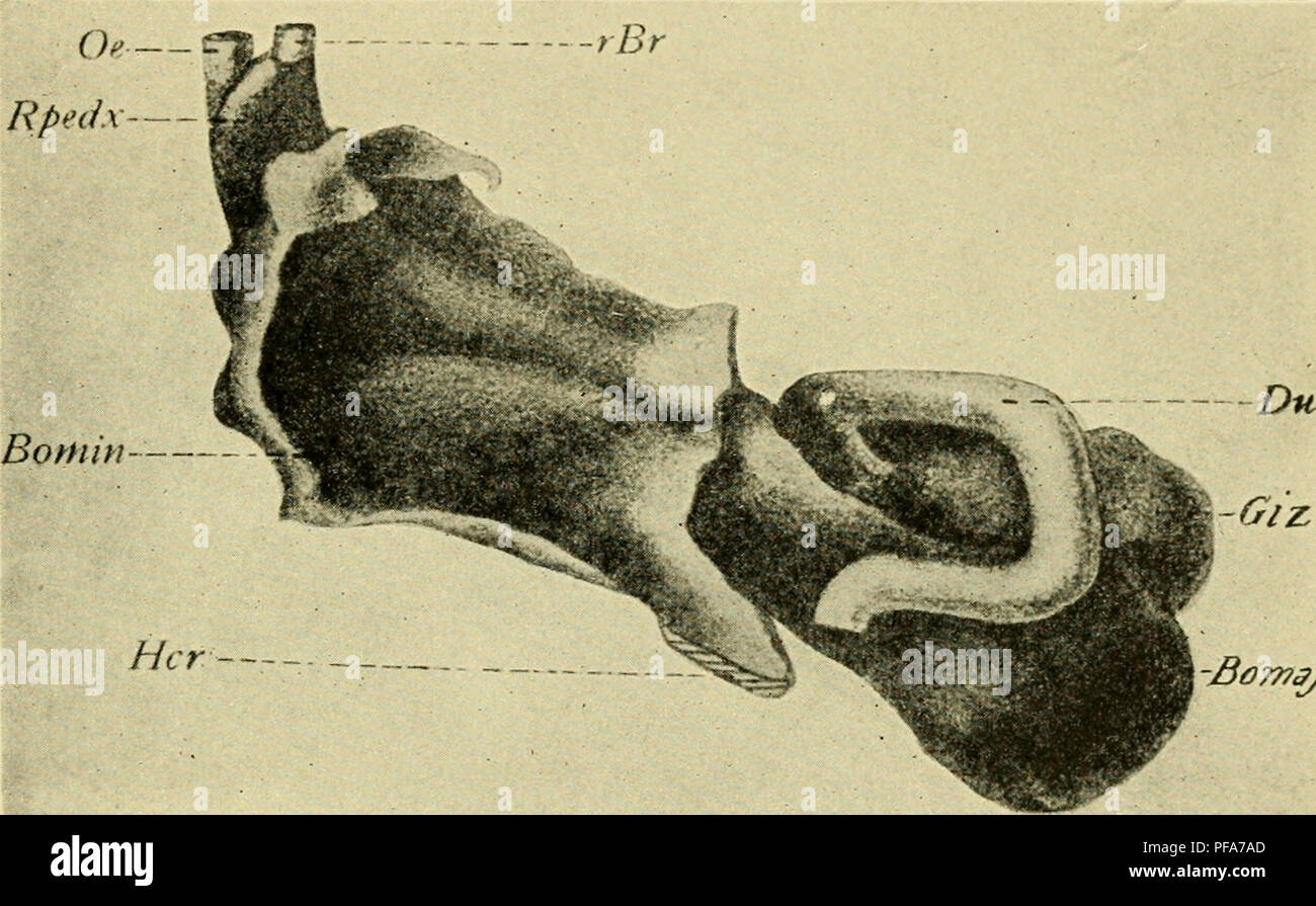 Peritoneal cavity hi-res stock photography and images - Alamy