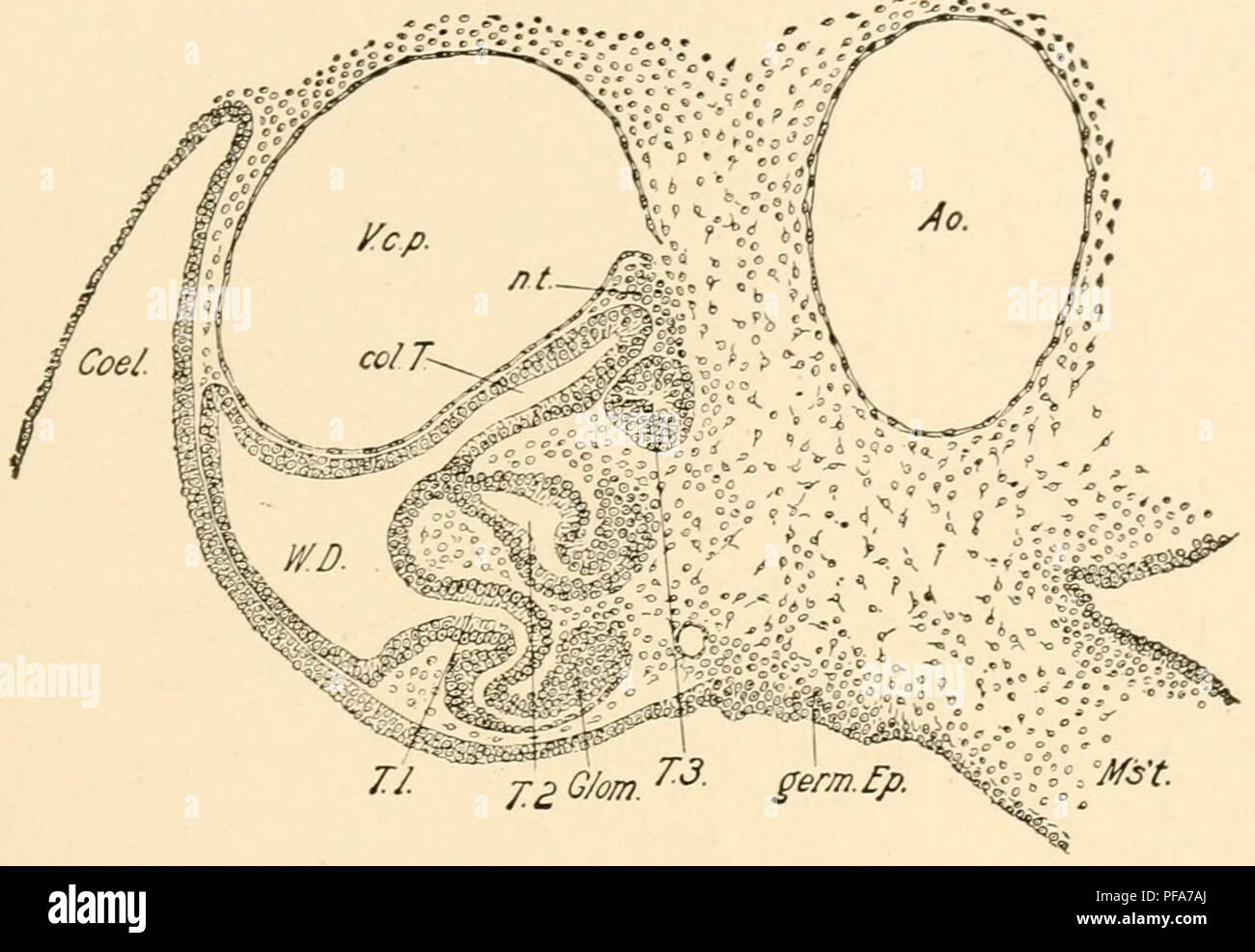 T tubules hi-res stock photography and images - Alamy