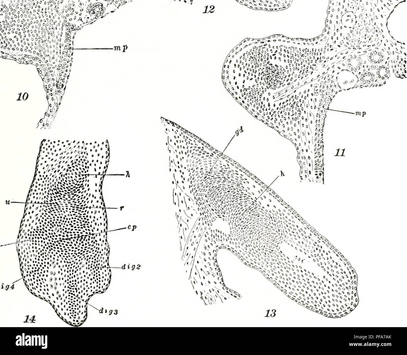 Necturus maculosus hi-res stock photography and images - Alamy