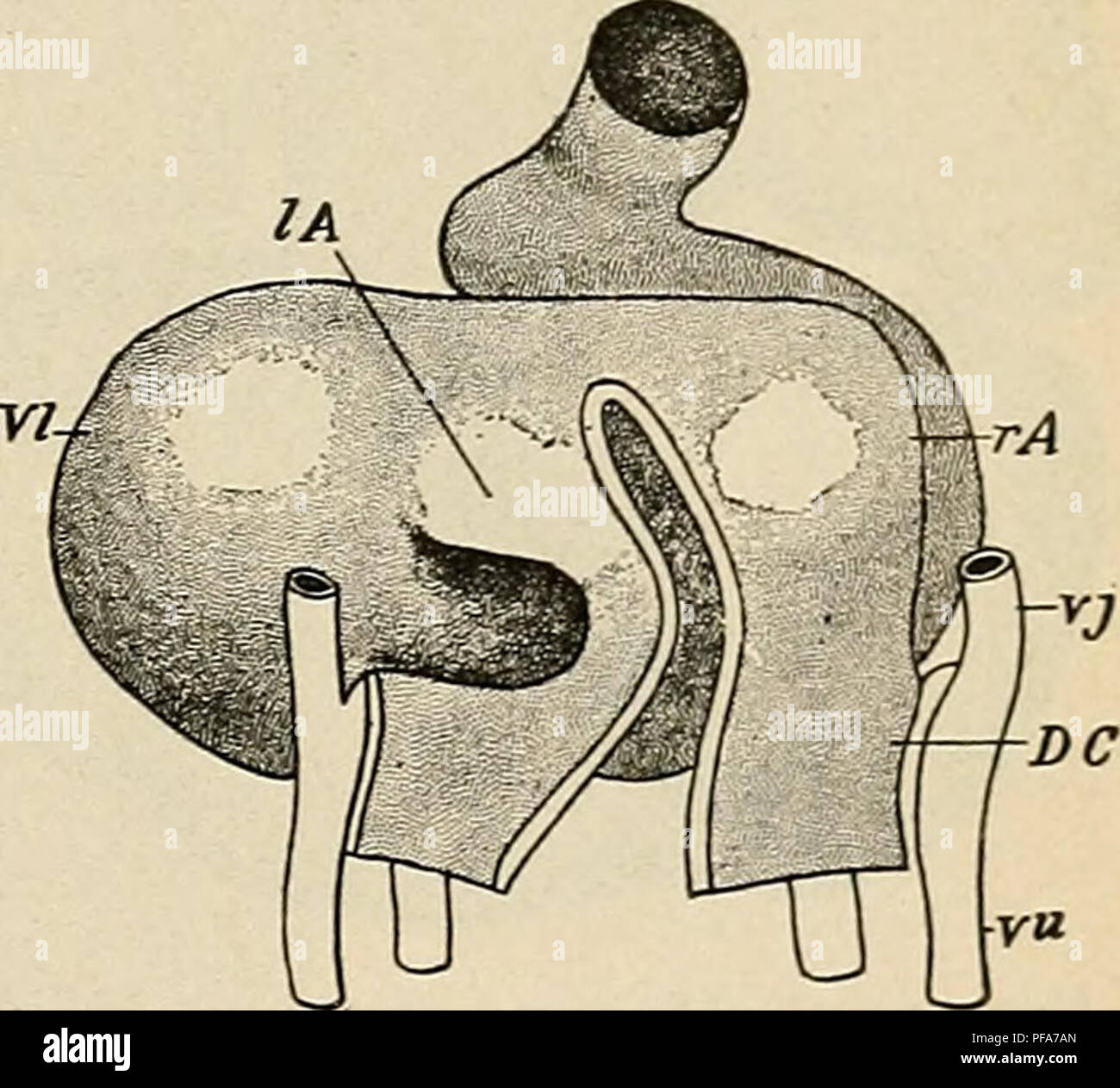 Human embryo heart development hi-res stock photography and images - Alamy
