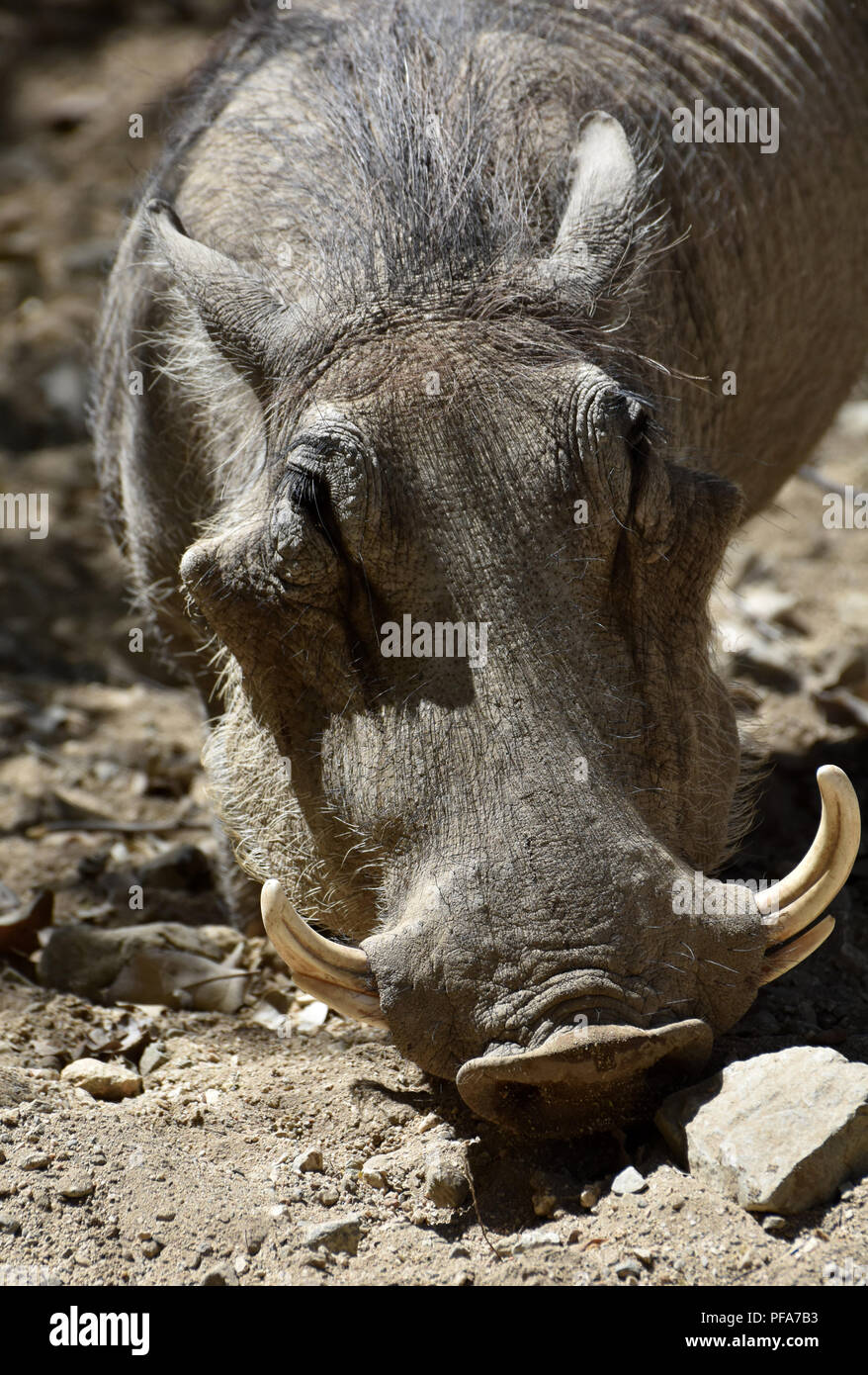 Hairy warthog with a pair of curled tusks on his snout Stock Photo - Alamy