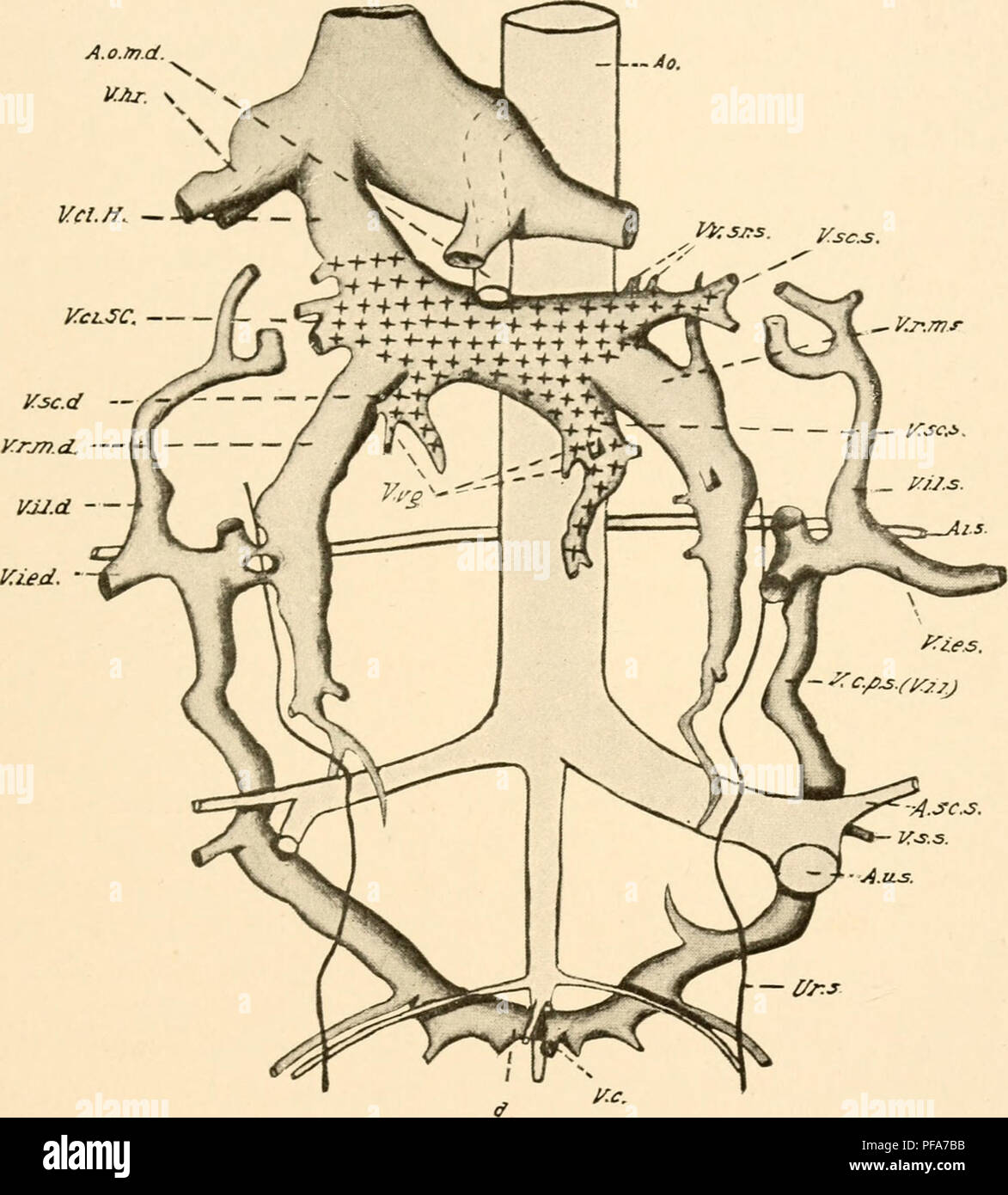 Vena iliaca interna hi-res stock photography and images - Alamy