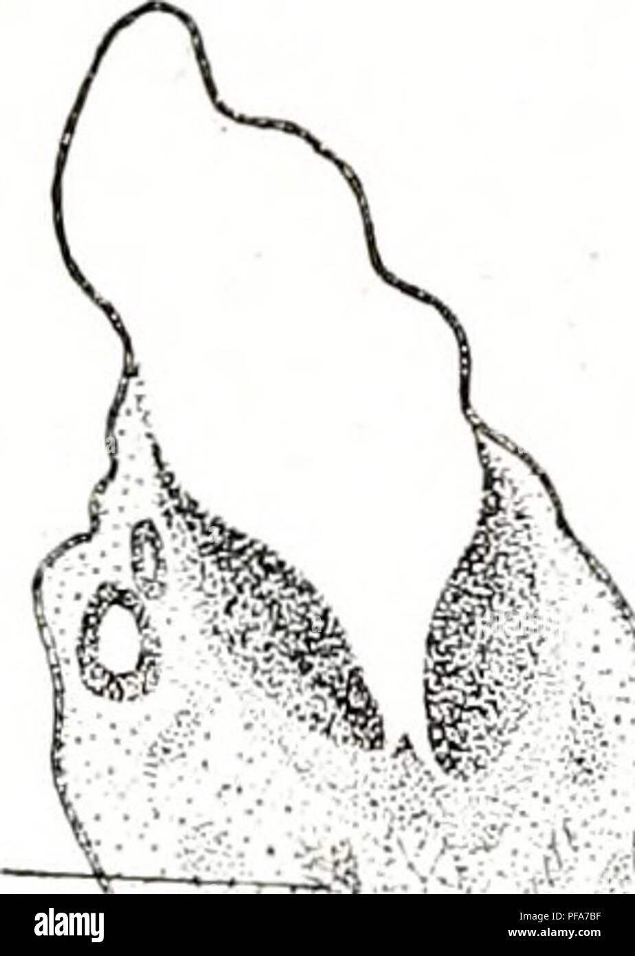 Necturus maculosus hi-res stock photography and images - Alamy