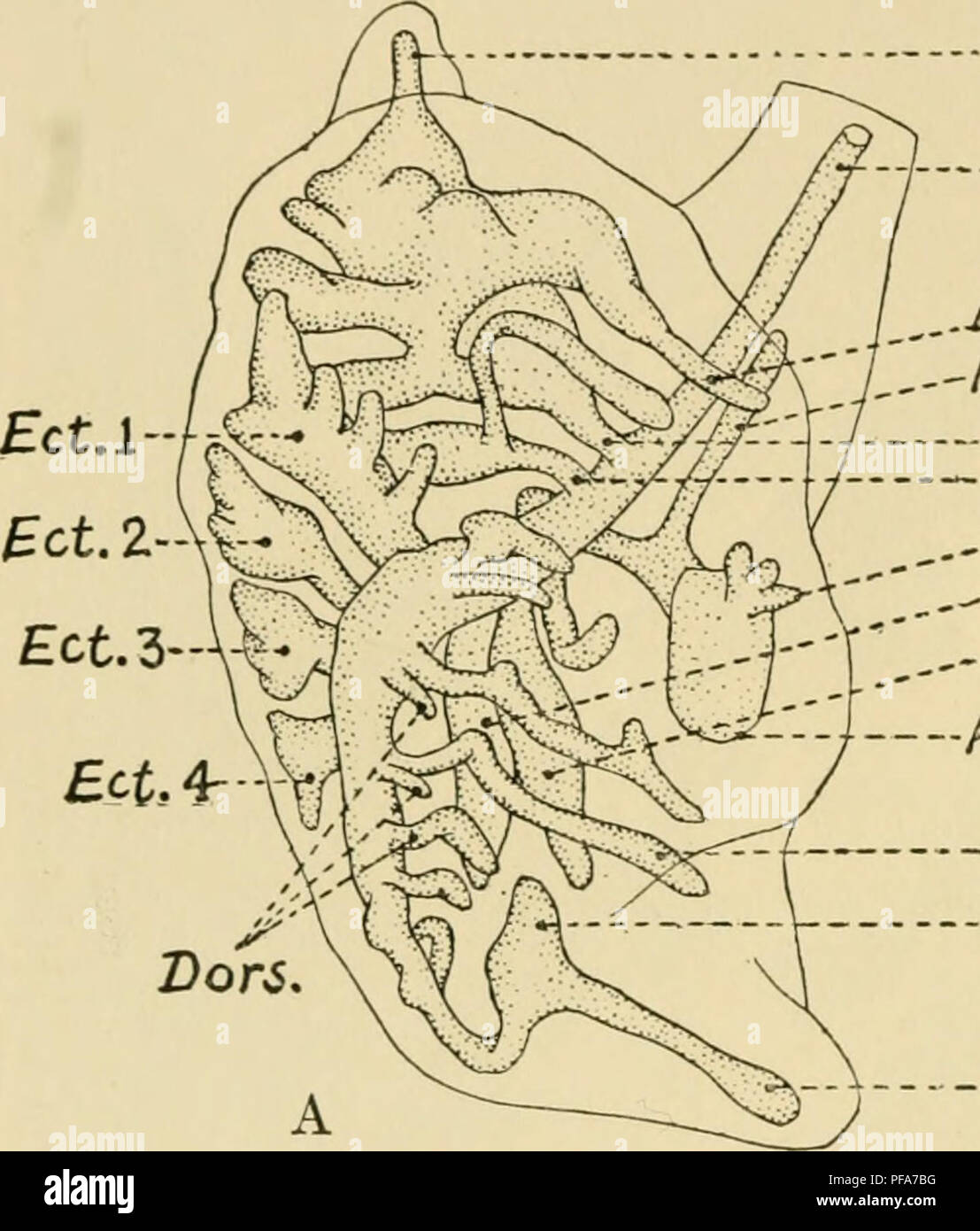 This work provides an overview of chick embryology, focusing on lung ...