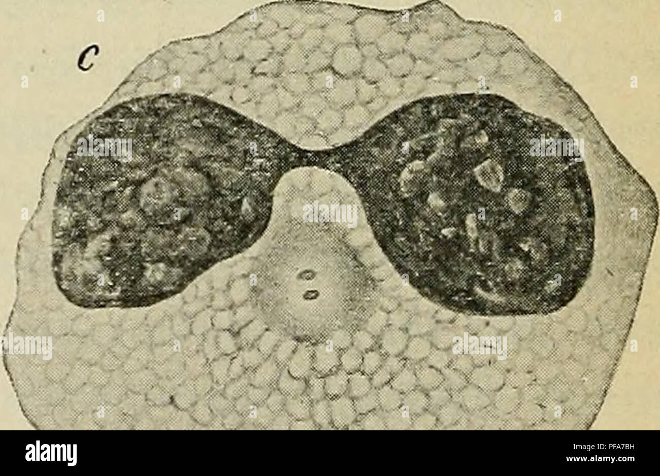 This manual explores human embryology, detailing the development of ...