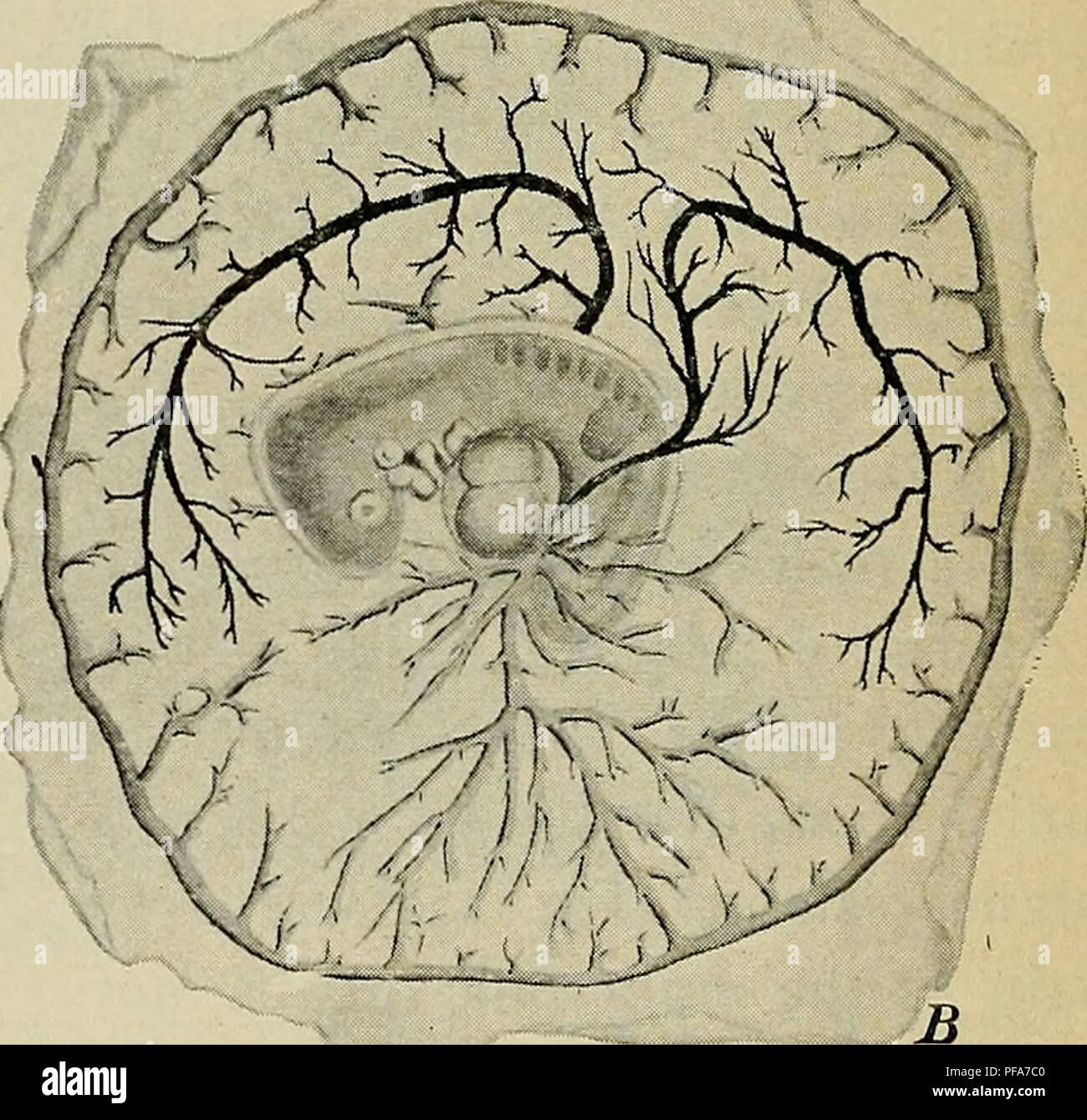 Human embryonic development cells hi-res stock photography and images ...