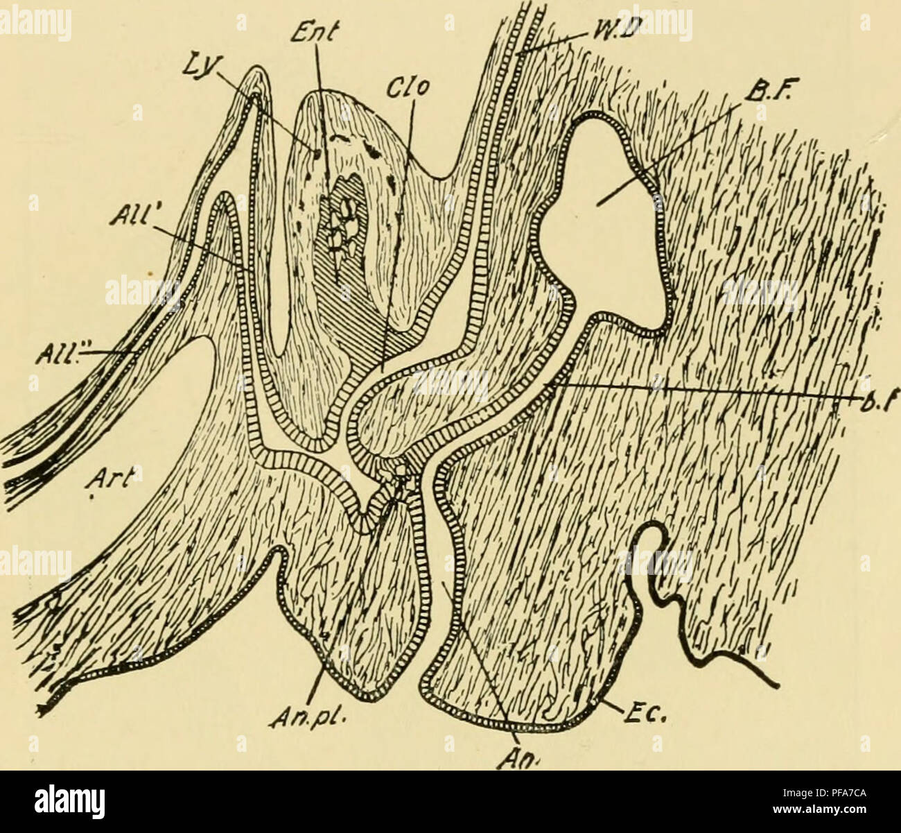 This textbook introduces the development of the chick embryo, detailing ...