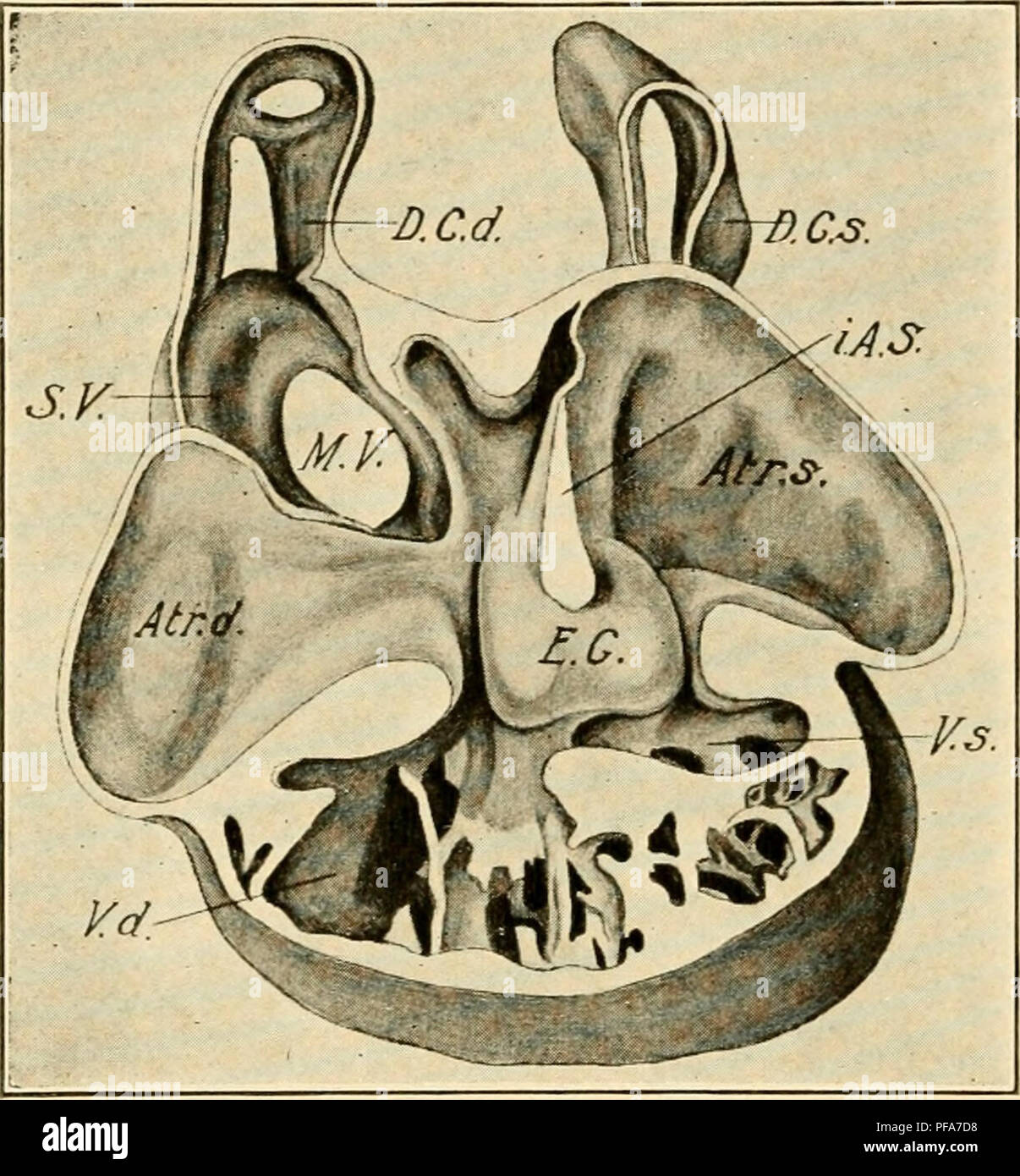 Bulbus aorta hi-res stock photography and images - Alamy