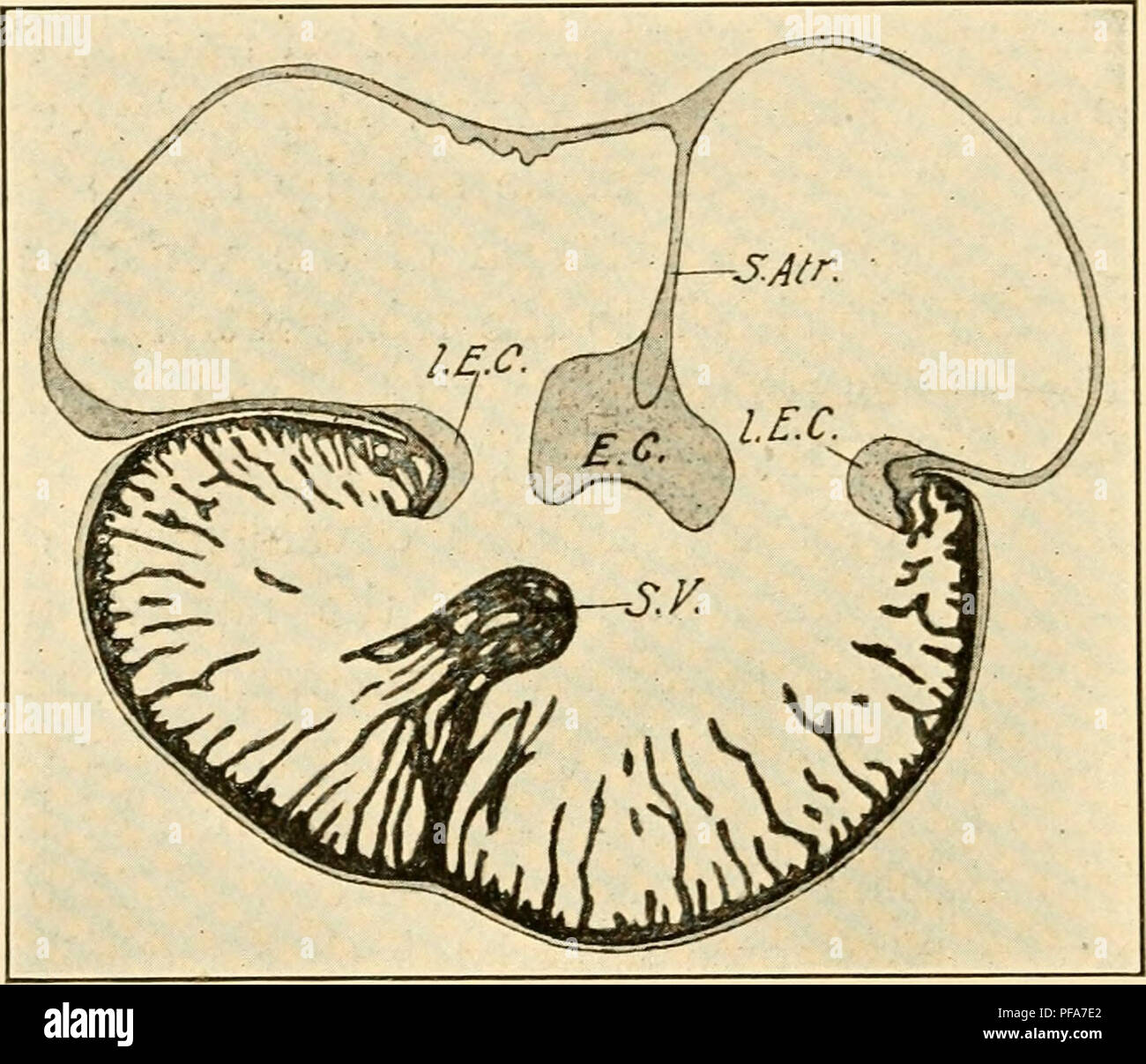 This work covers the embryological development of a chick, detailing ...