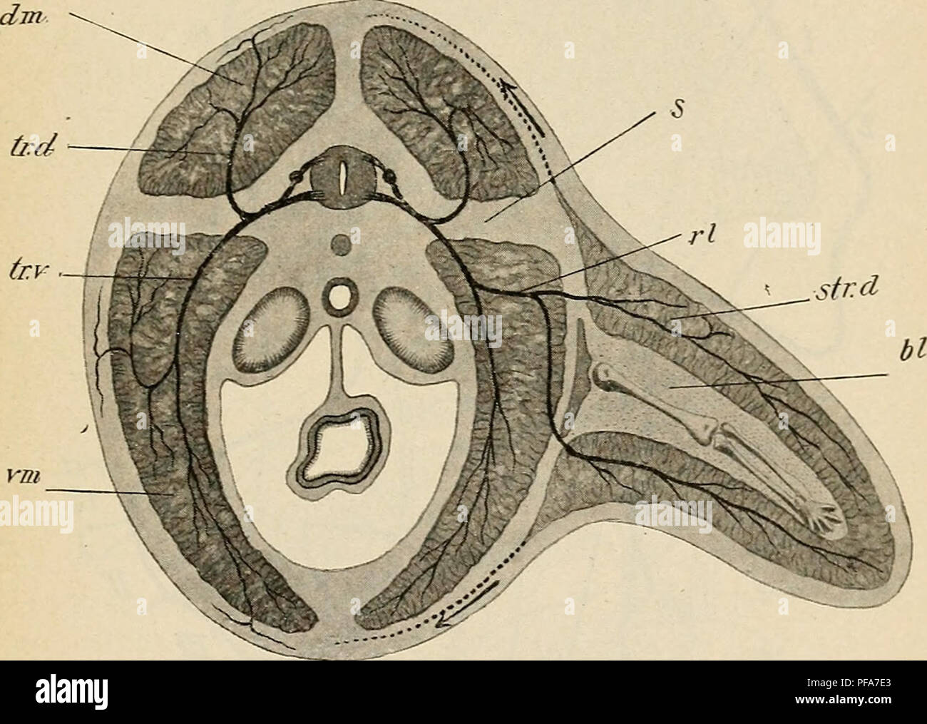 This manual of human embryology outlines the development of limb ...