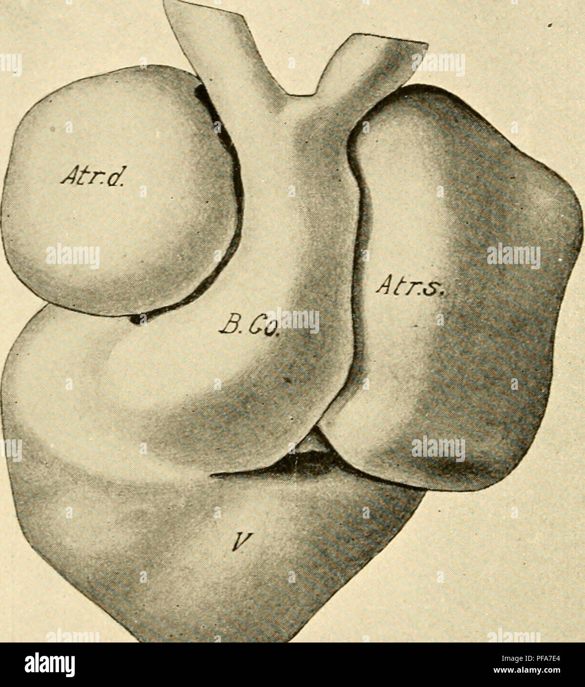 This introduction to embryology examines the development of the chick ...