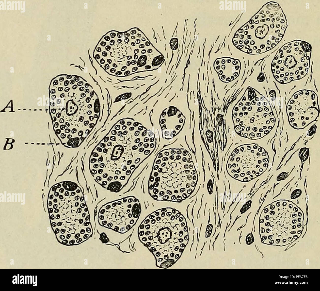 Longitudinal Division High Resolution Stock Photography and Images - Alamy