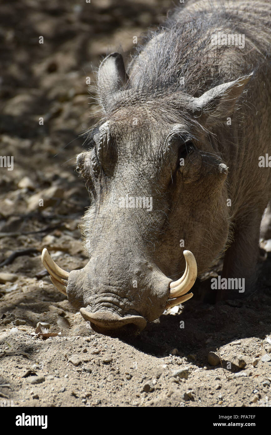 A close up look into the face of a warthog with curled tusks Stock ...