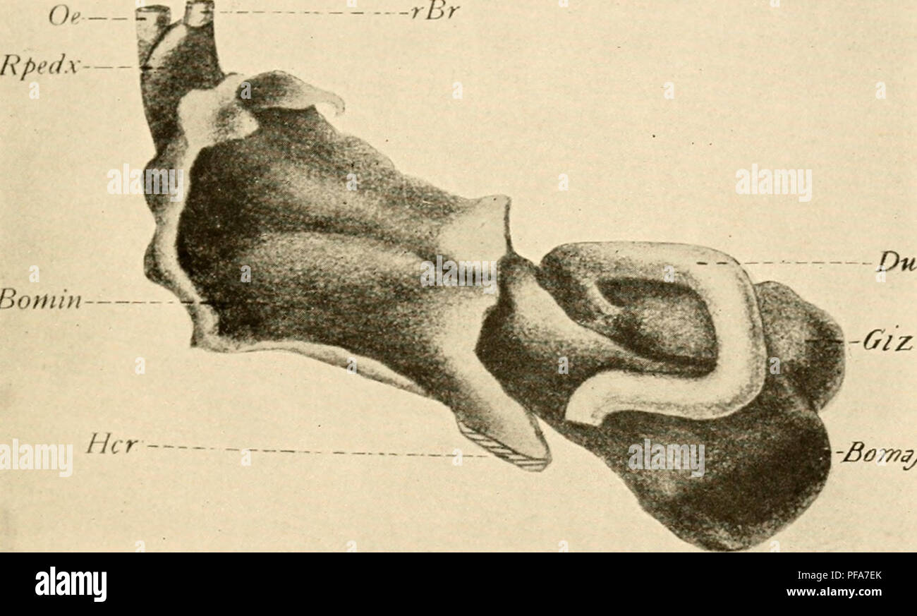 This work outlines the developmental stages of chick embryos, focusing ...