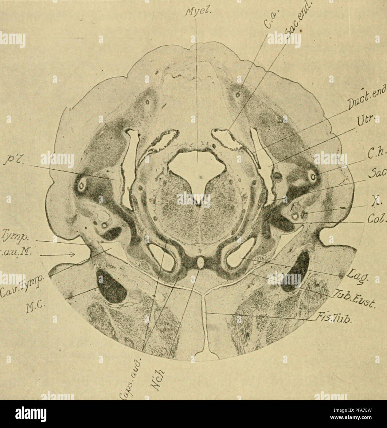 Photograph of the brain section hi-res stock photography and images - Alamy
