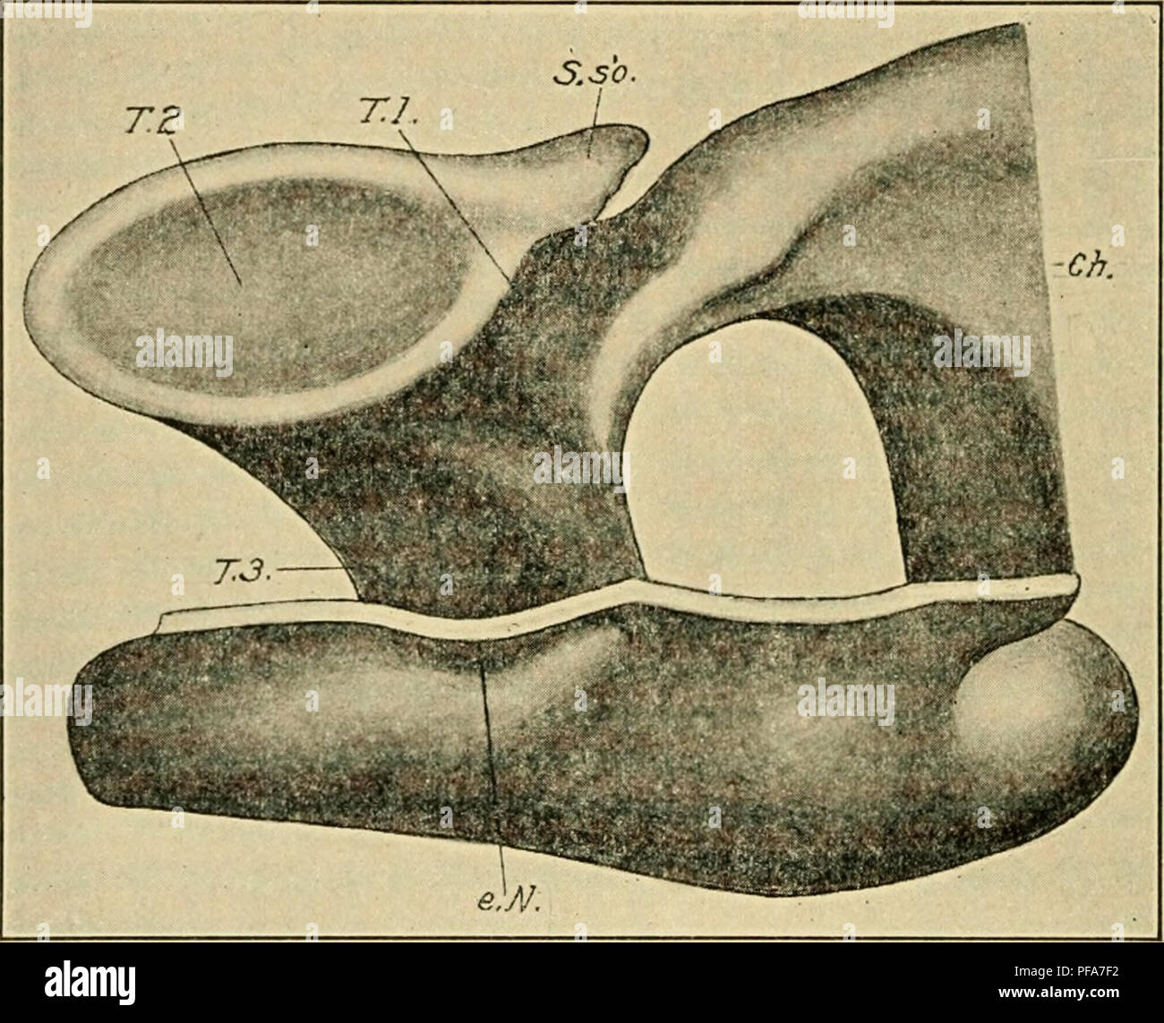 This textbook outlines the developmental stages of chick embryos, with ...
