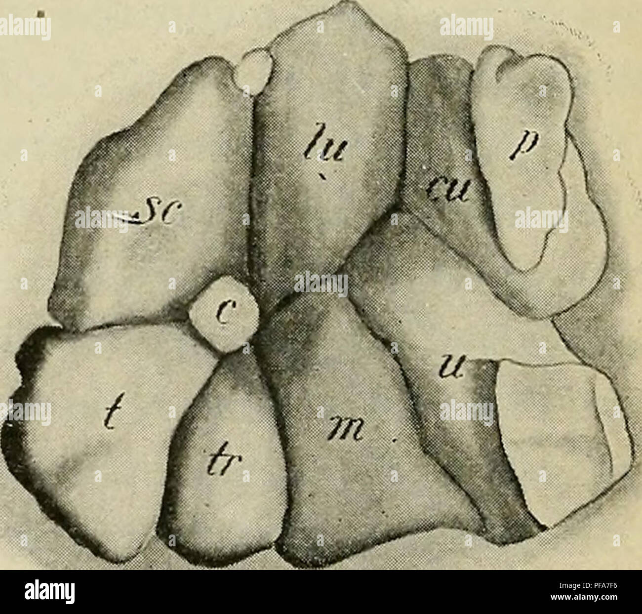 This manual of human embryology describes the stages of human ...