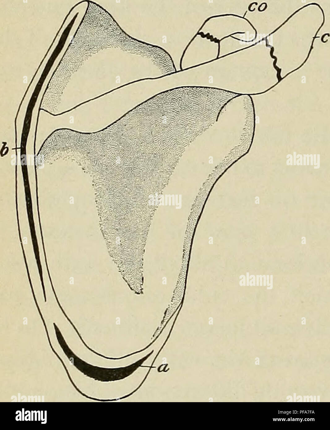 Appendicular skeleton hi-res stock photography and images - Alamy