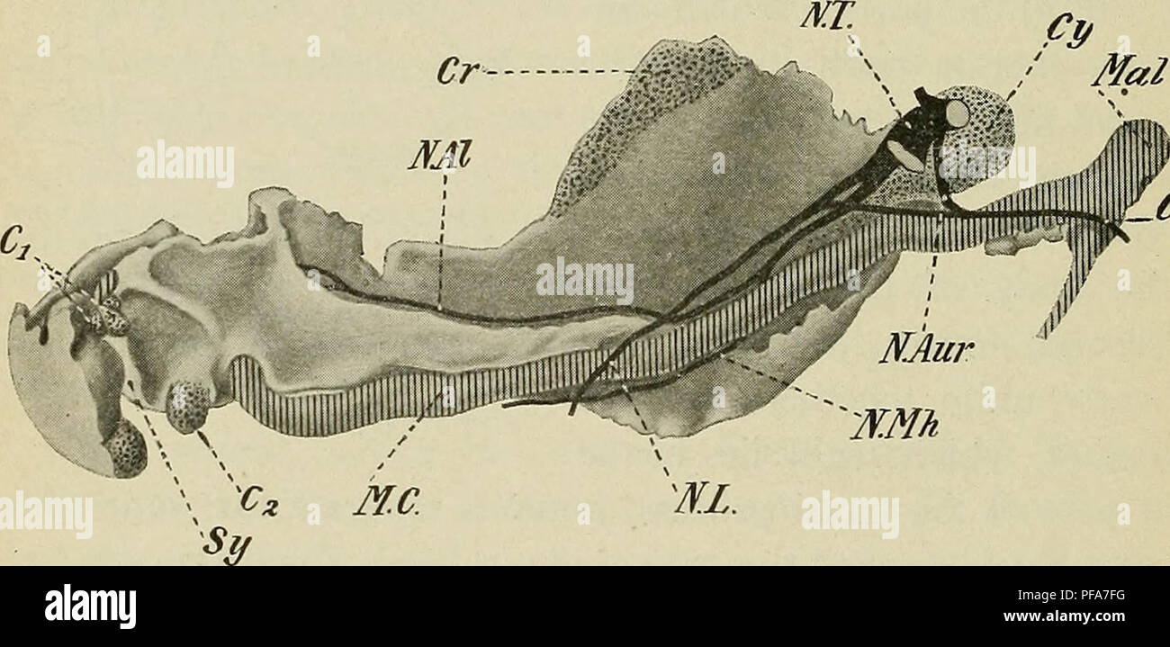. The development of the human body : a manual of human embryology ...