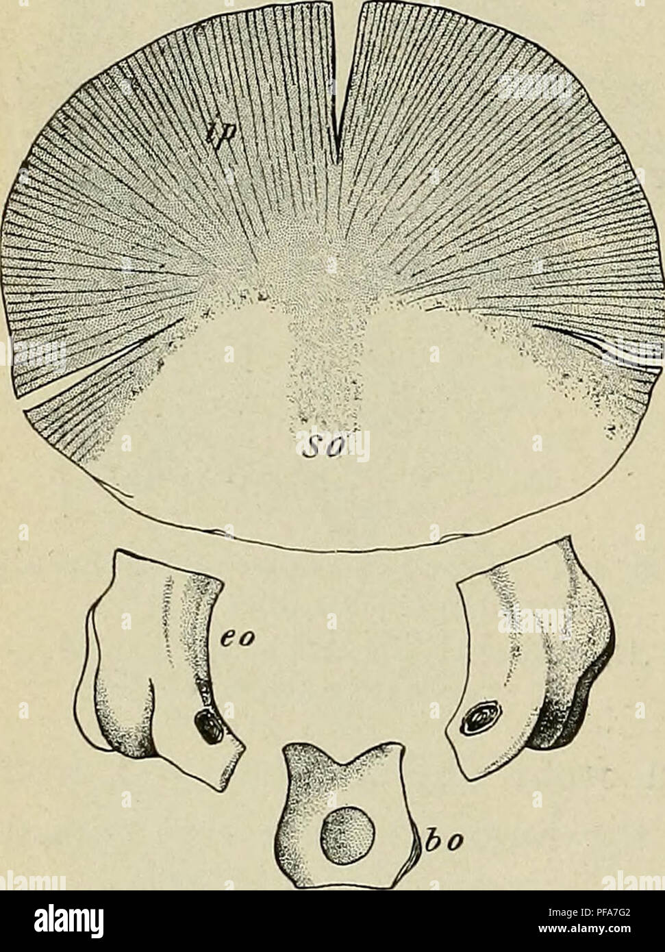 Chondrocranium Occipital