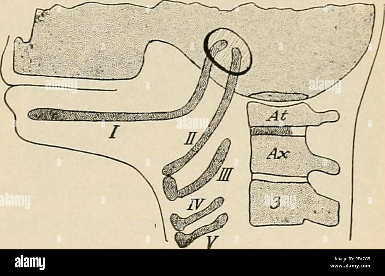 This manual outlines human embryological development, focusing on the ...