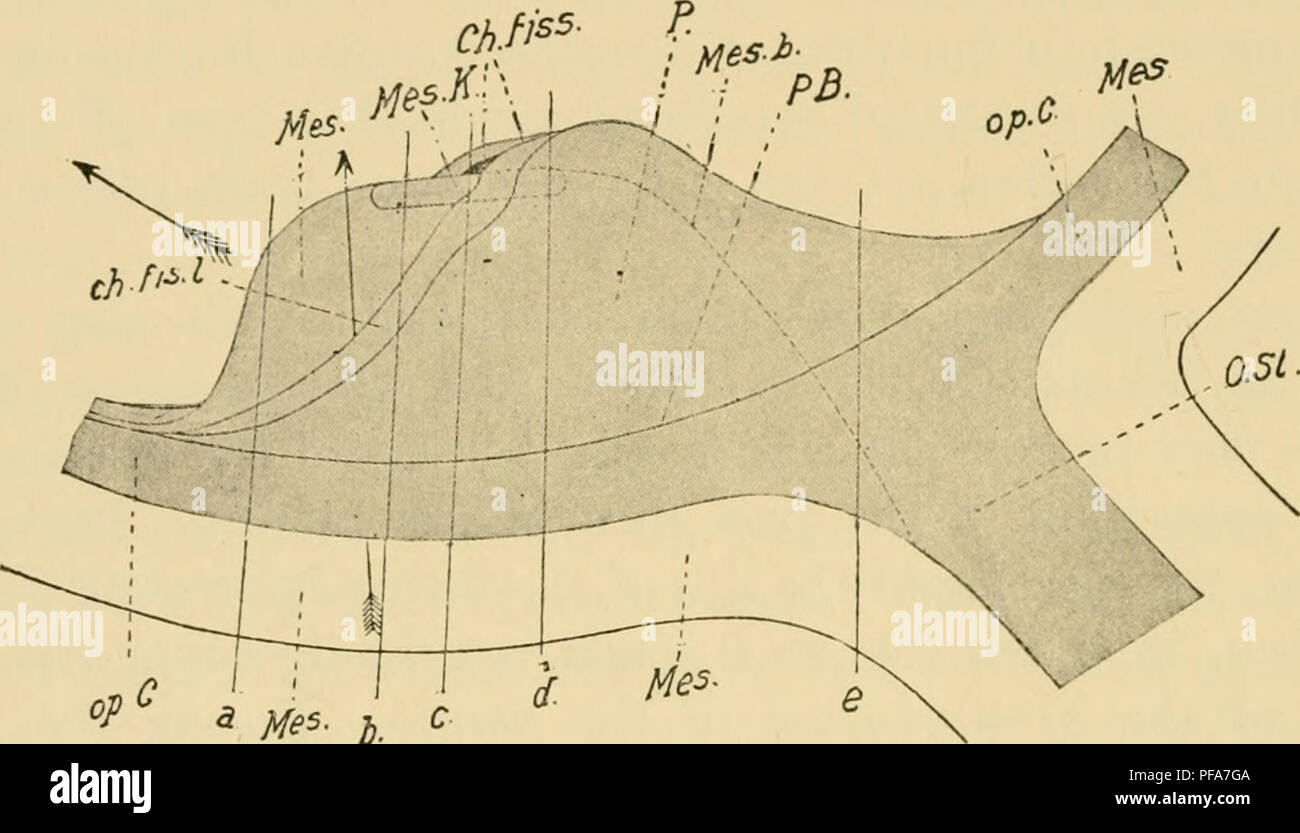 This section from *The Development of the Chick* explores the ...