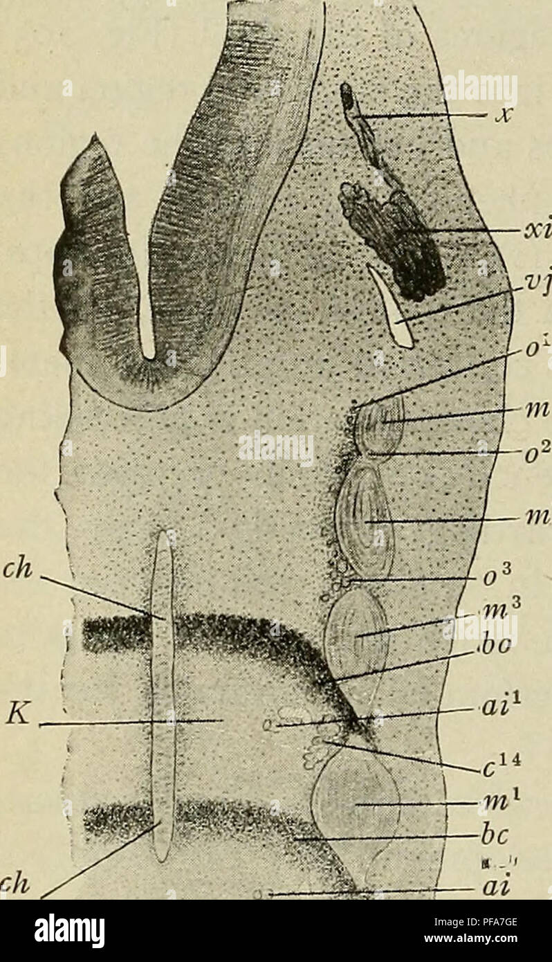 . The development of the human body : a manual of human embryology ...