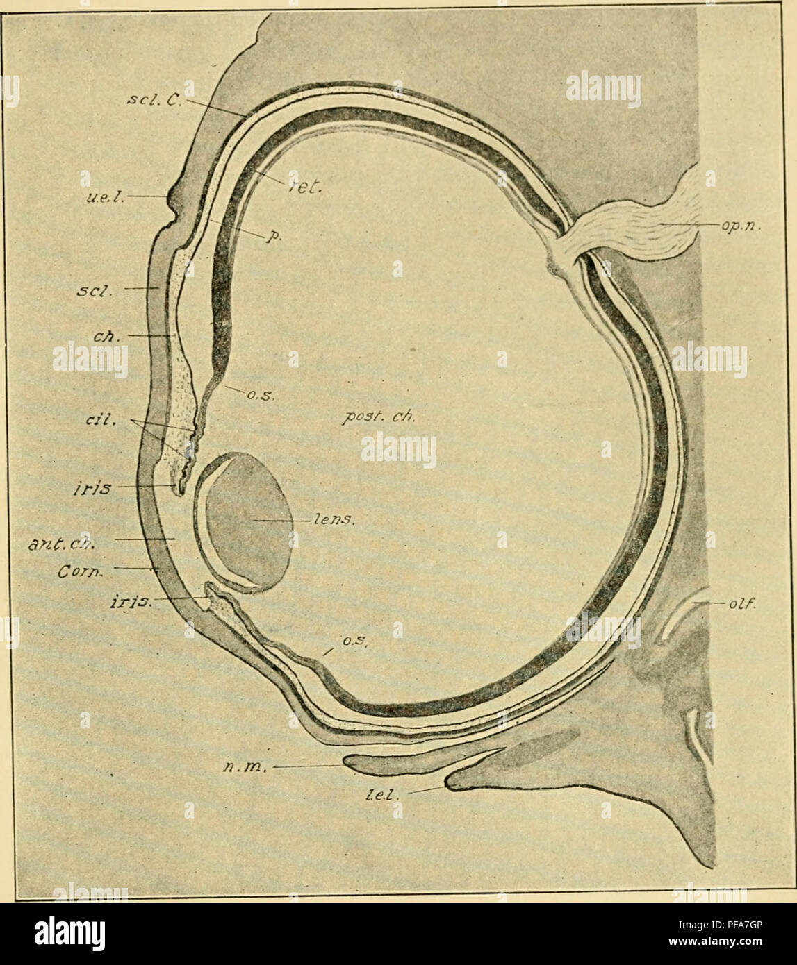 This work provides an introduction to the embryological development of ...