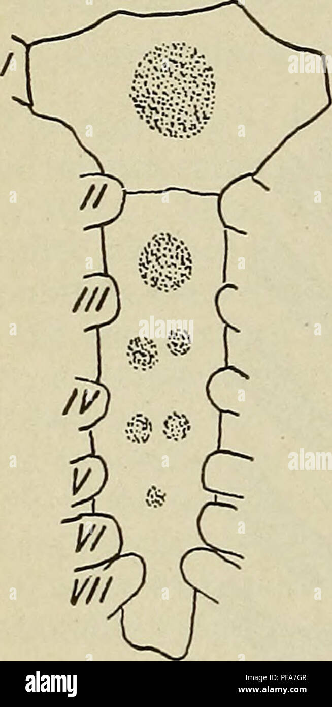 Embryo sternum development hi-res stock photography and images - Alamy