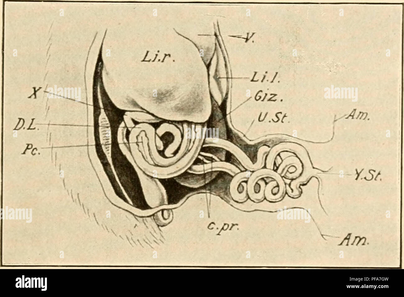 This work explores the embryological development of birds, focusing on ...