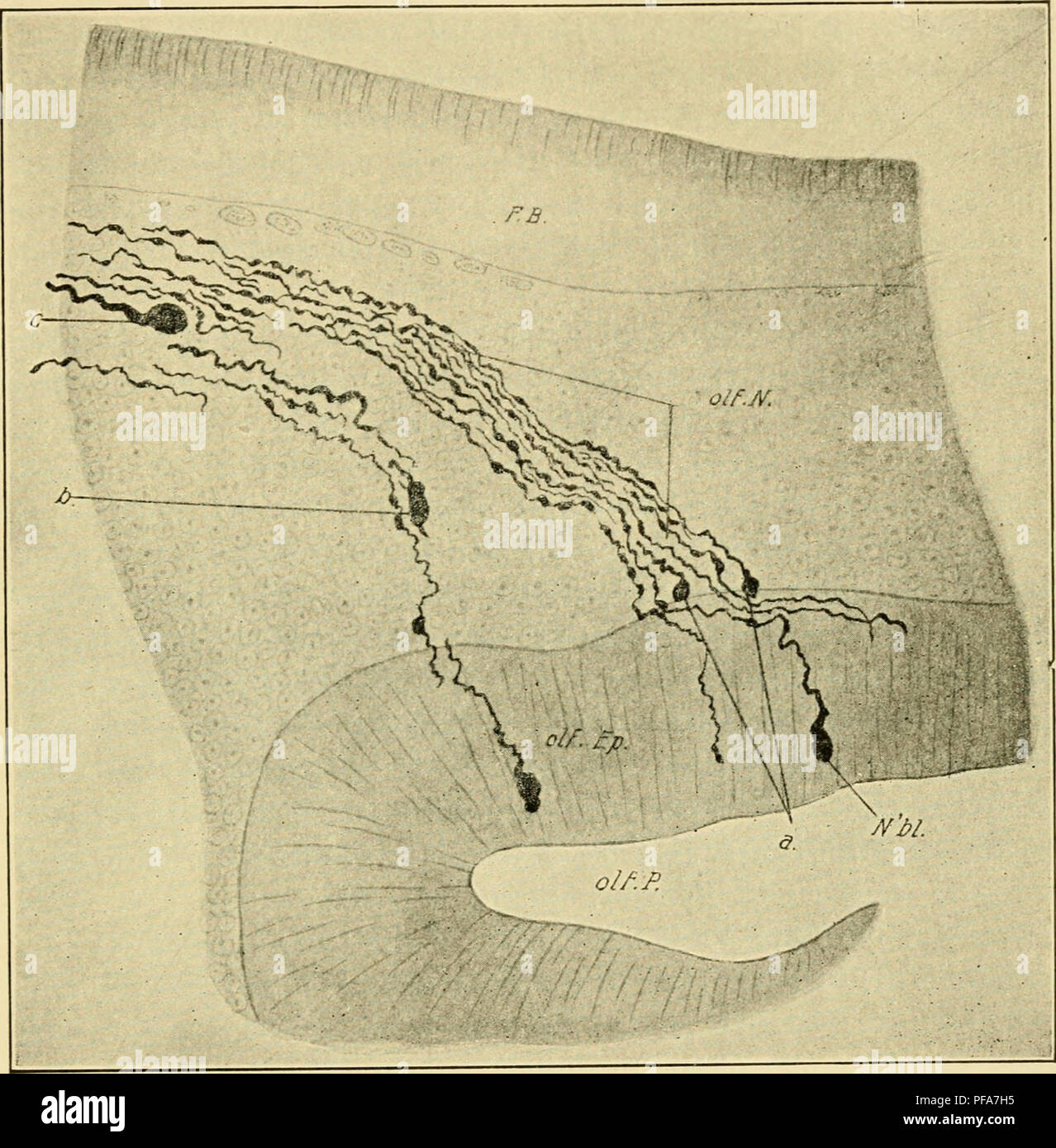. The development of the chick : an introduction to embryology ...
