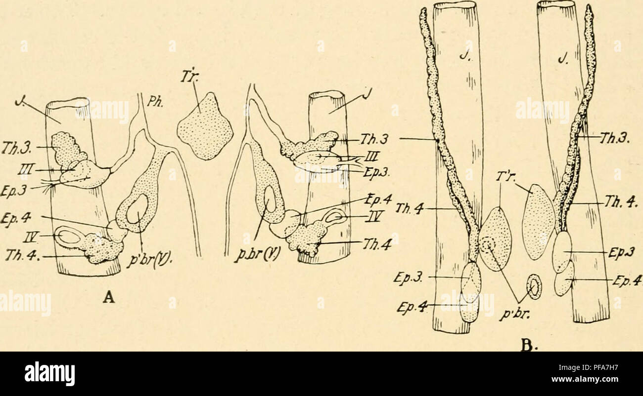 Embryo folding hi-res stock photography and images - Alamy