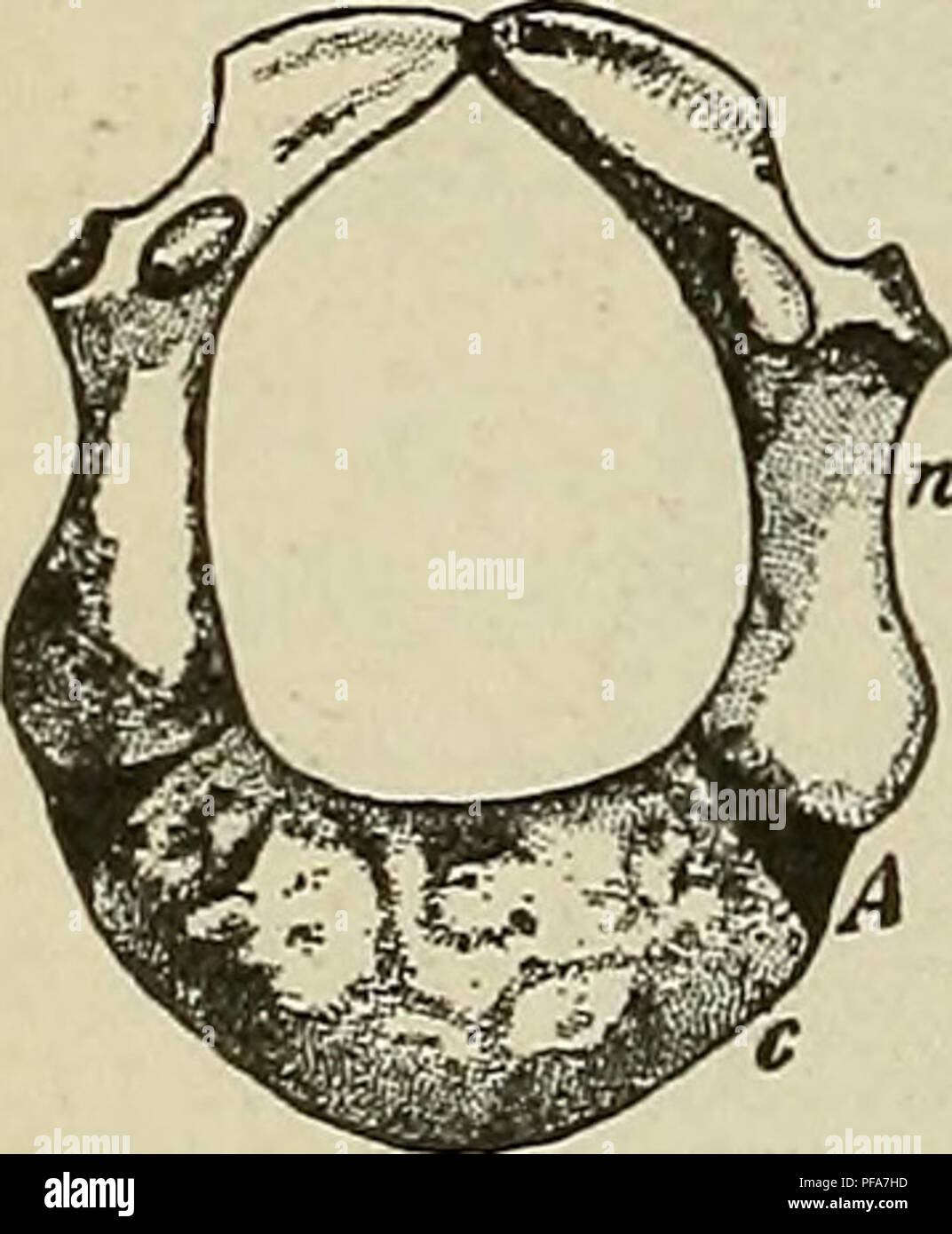 Transverse processes hi-res stock photography and images - Alamy