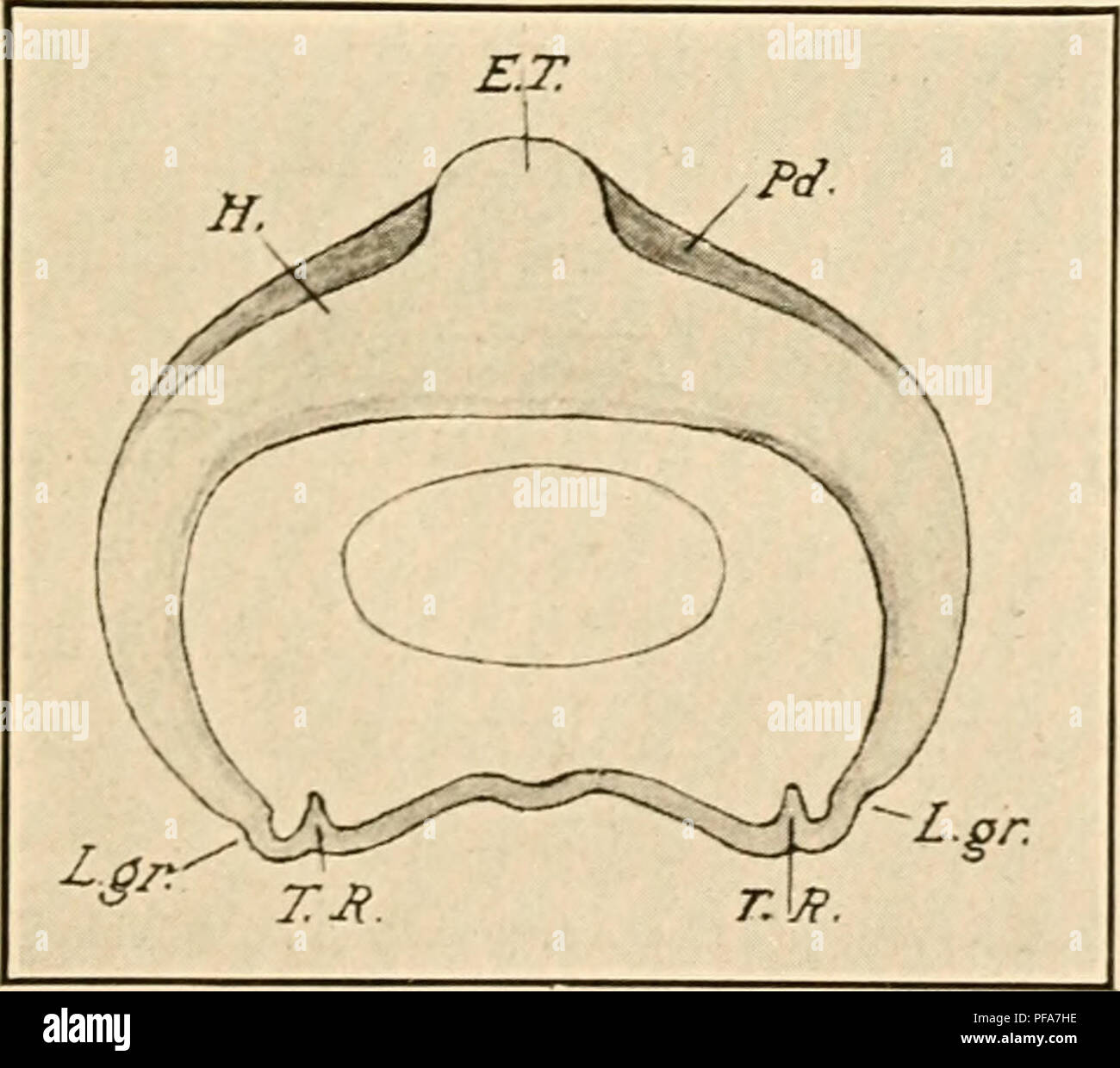 This text provides an introduction to chick embryology, with detailed ...