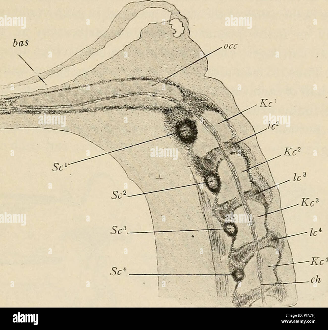This manual provides a detailed study of human embryology, including ...