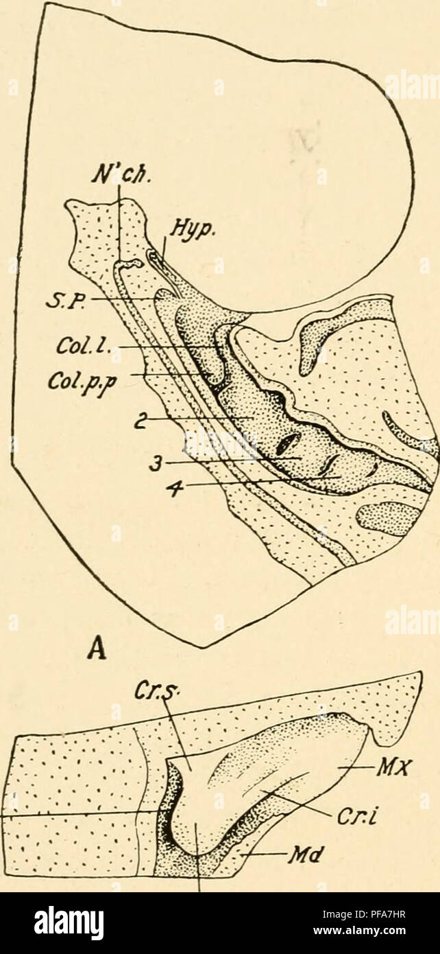 Tubo birds hi-res stock photography and images - Alamy