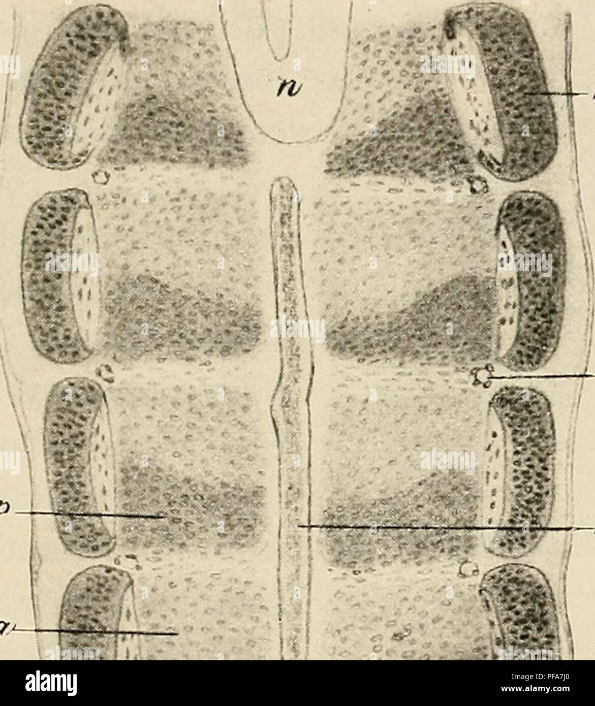 This manual covers the development of the human skeleton, describing ...