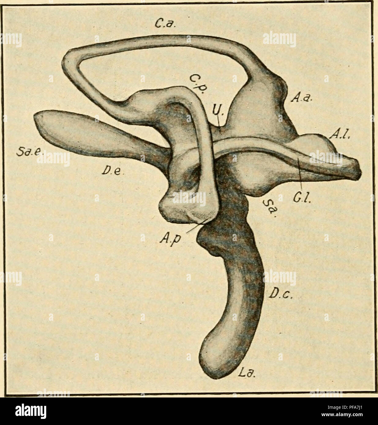 . The development of the chick; an introduction to embryology. Birds ...