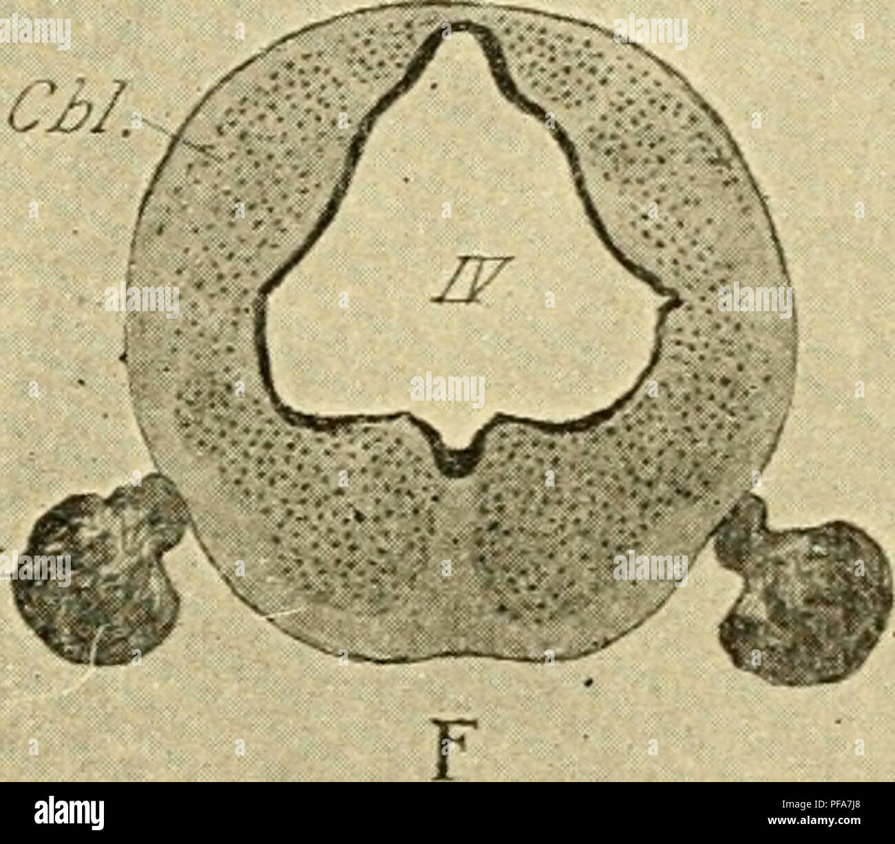 Lateral ventricle of the brain hi-res stock photography and images - Alamy