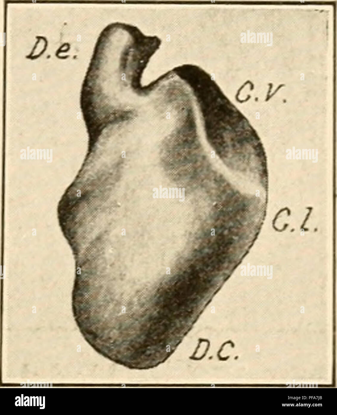 . The development of the chick; an introduction to embryology. Birds ...