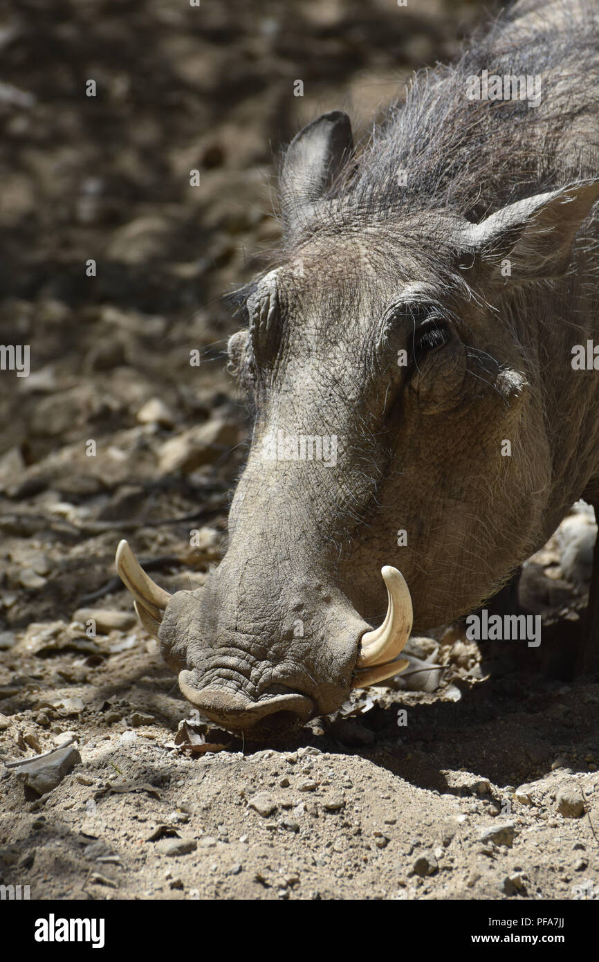 Close up look into the face of a warthog Stock Photo - Alamy