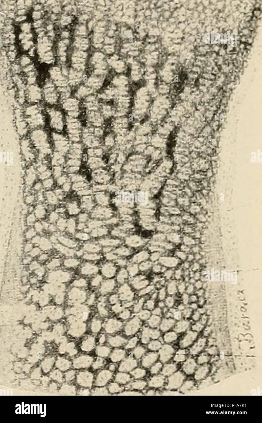 Reticular layer hi-res stock photography and images - Alamy