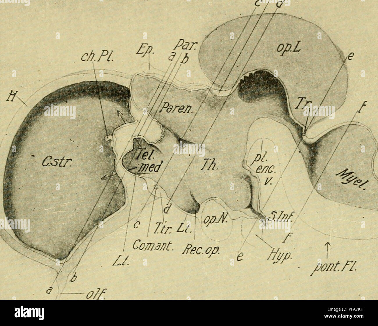 This work on chick embryology provides detailed insights into the early ...