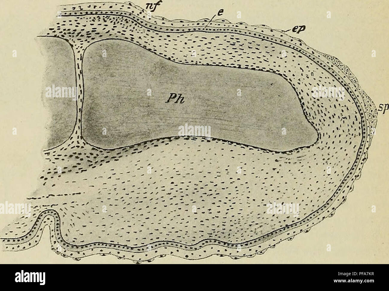 This manual covers human embryology, focusing on the development of the ...
