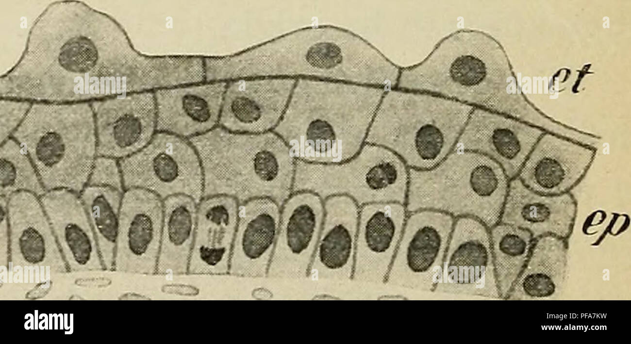 . The development of the human body : a manual of human embryology ...