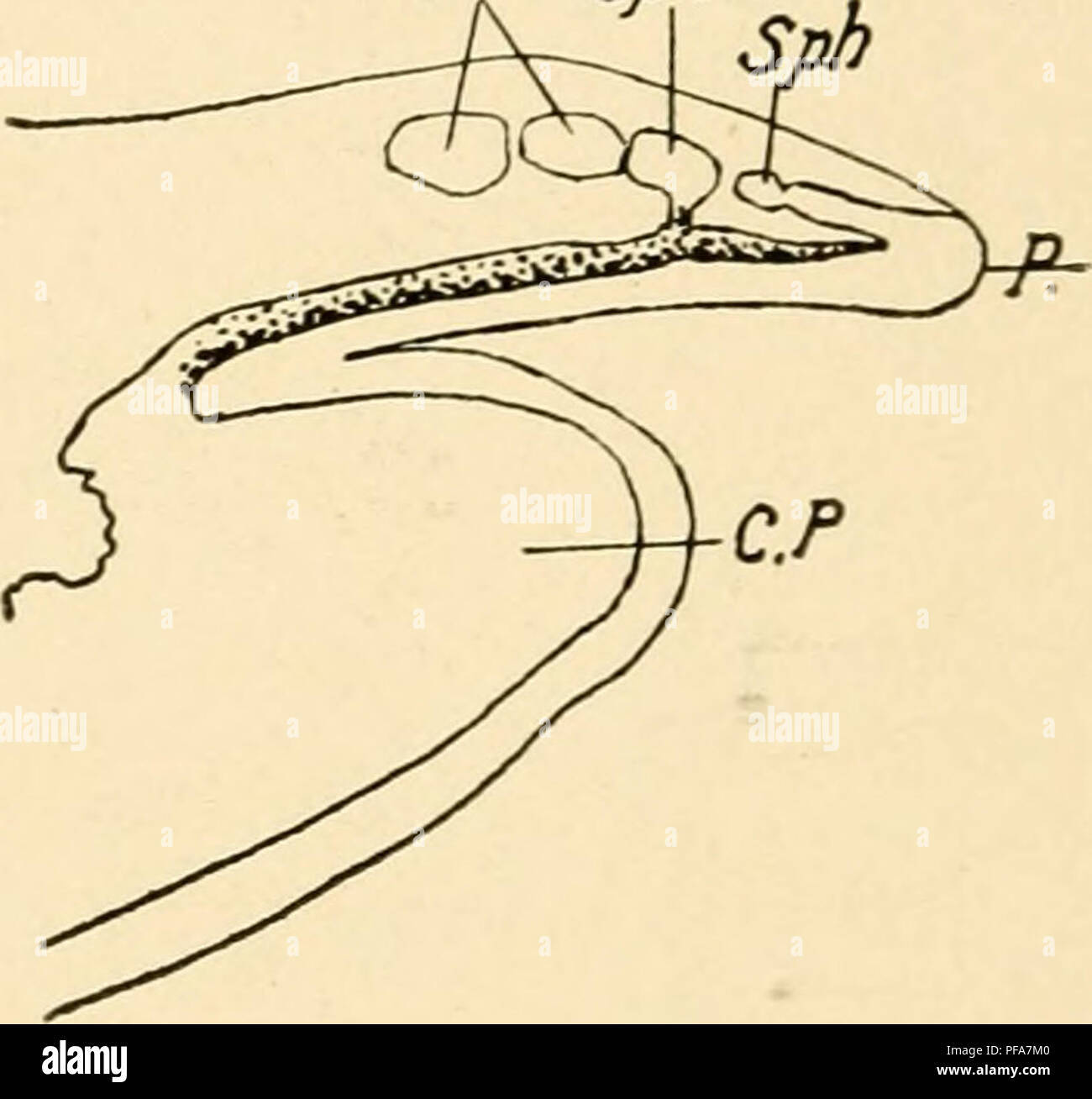 This image shows the eye development of a chick on the 13th day of ...