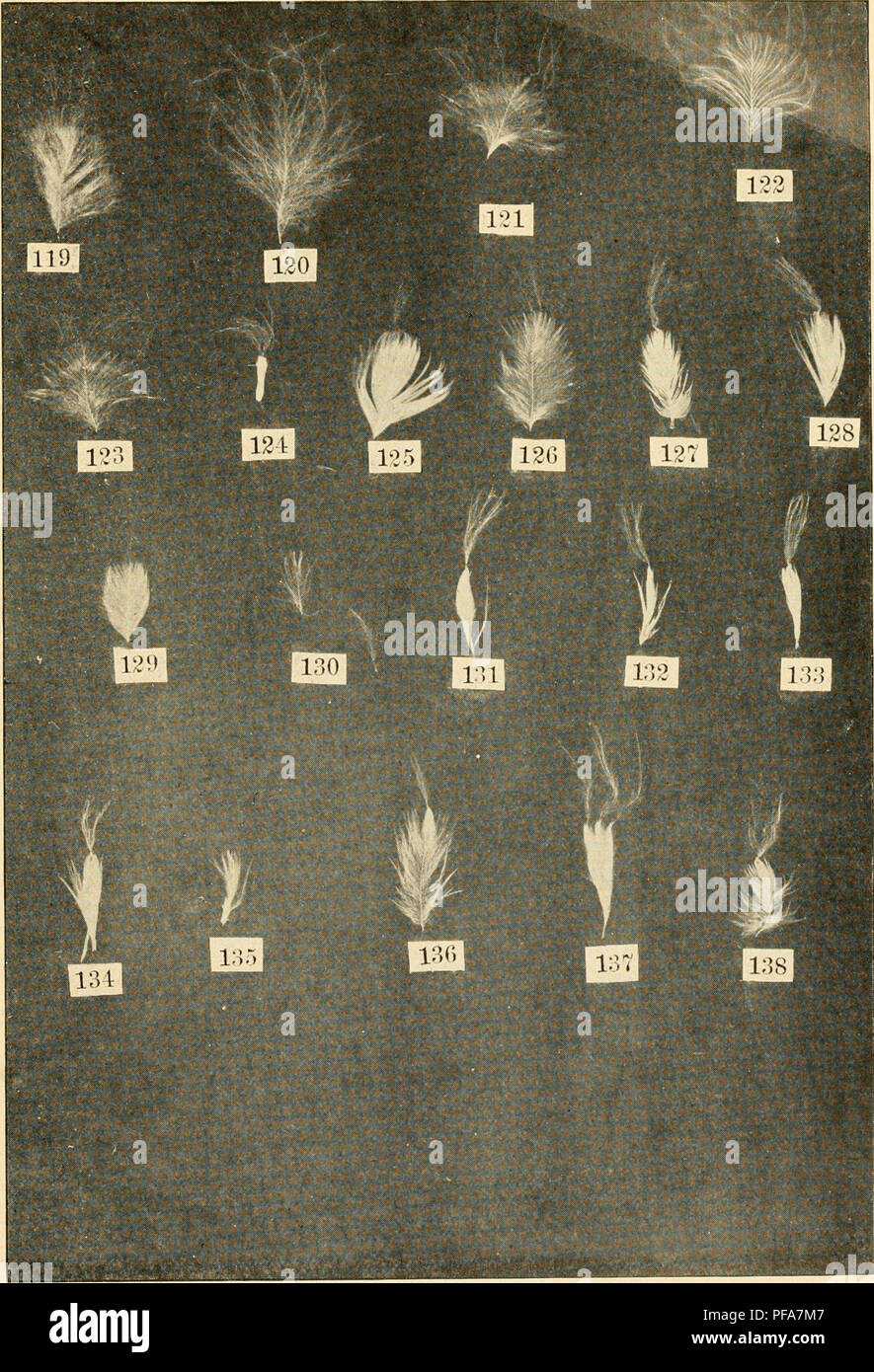 The image depicts the early stages of feather development in nestlings ...