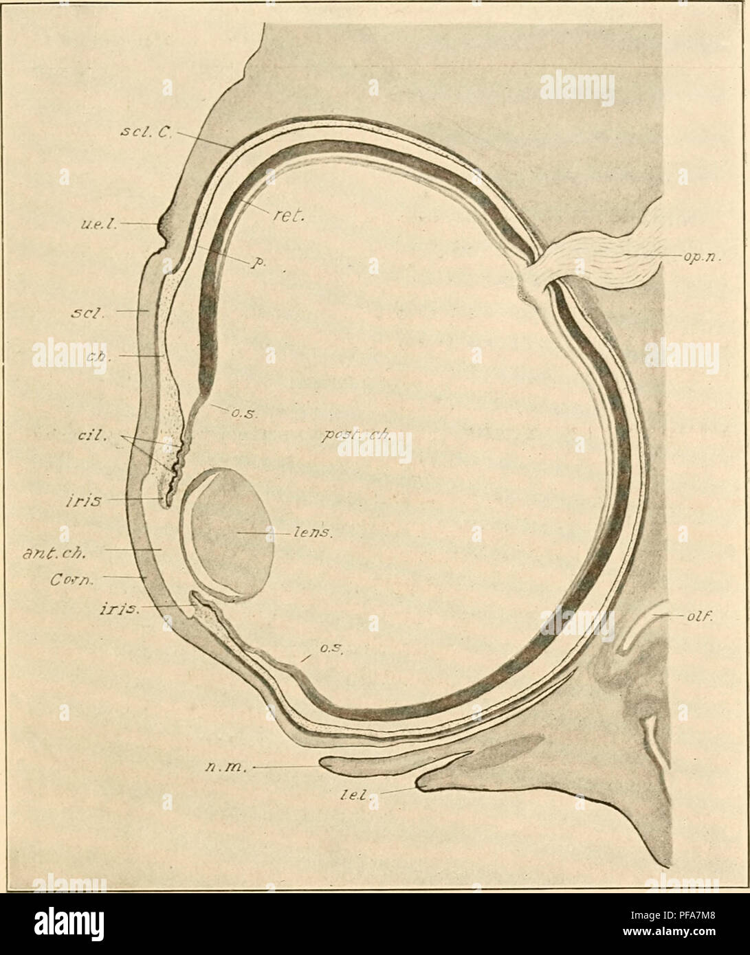 Choroid layer hi-res stock photography and images - Alamy