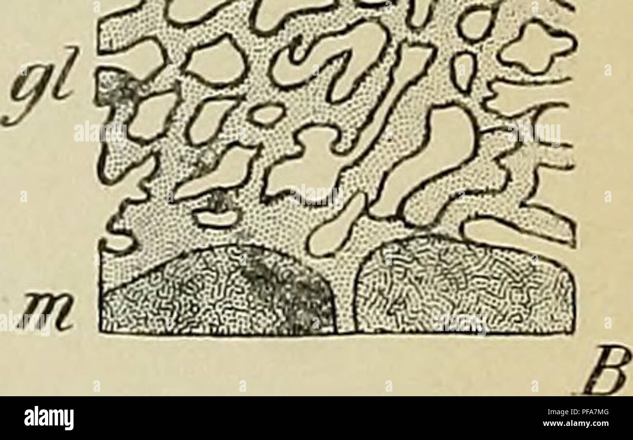 . The development of the human body : a manual of human embryology ...